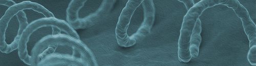 Syphilis information | Arlington Scientific