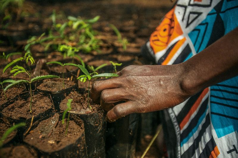 Terraformation | Seed Banking