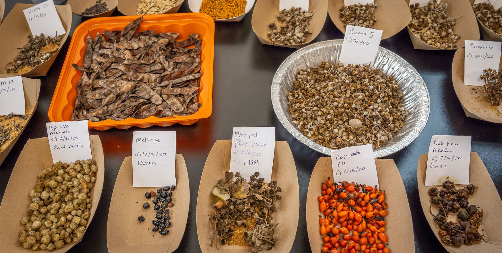 Terraformation | Seed Banking