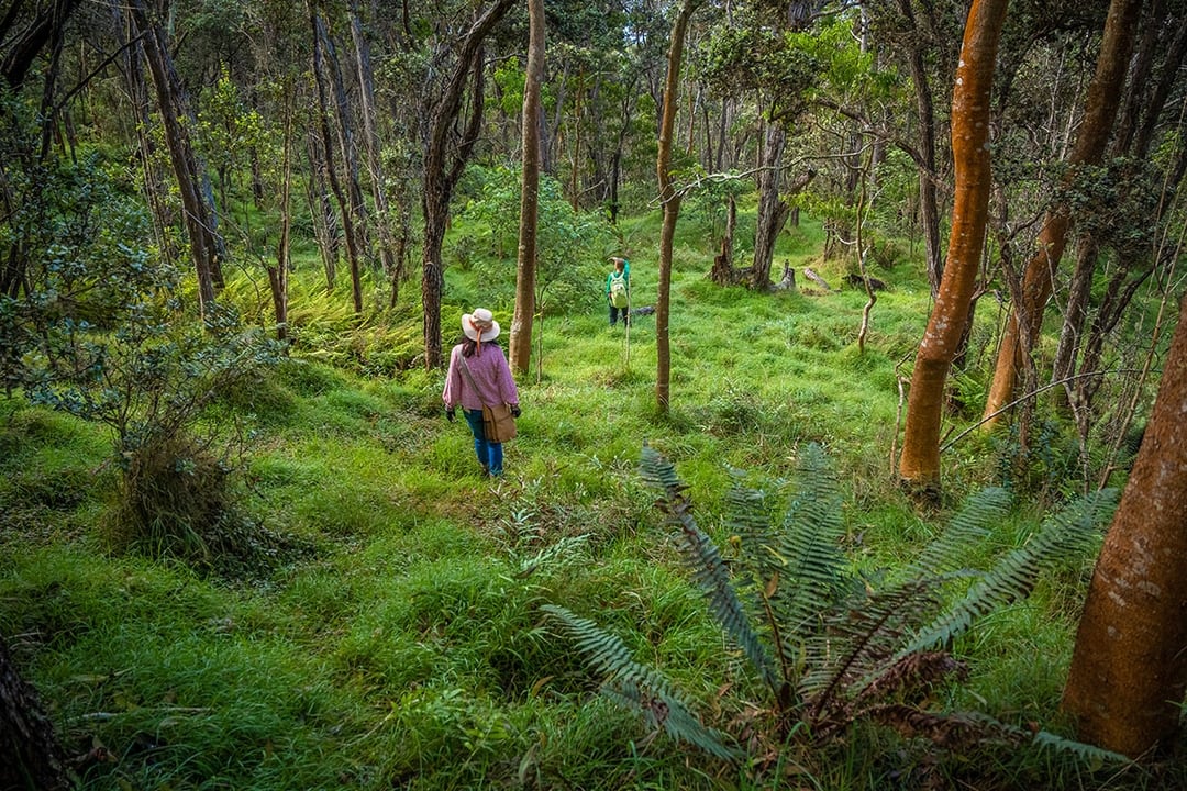 Massive Global Reforestation to Solve Climate Change | Terraformation Blog