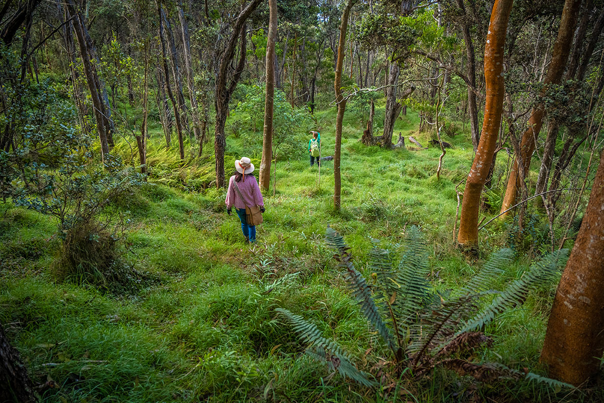 Massive Global Reforestation to Solve Climate Change | Terraformation Blog