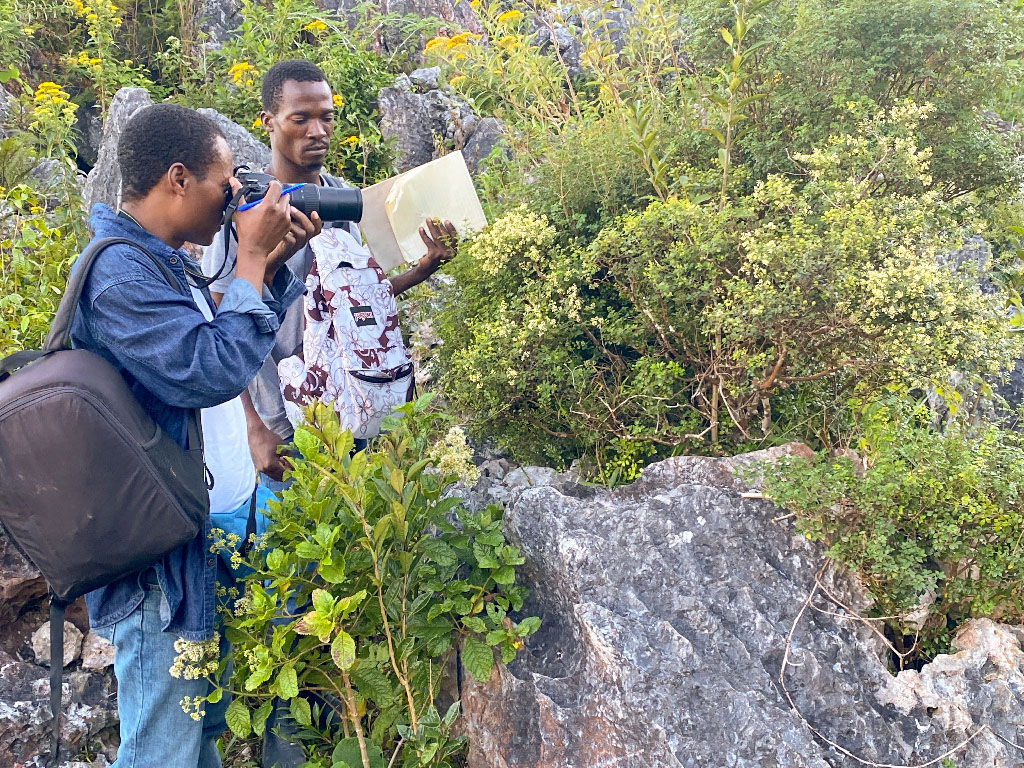 98% of Haiti’s Native Forests Are Gone. Here’s How to Bring Them Back ...