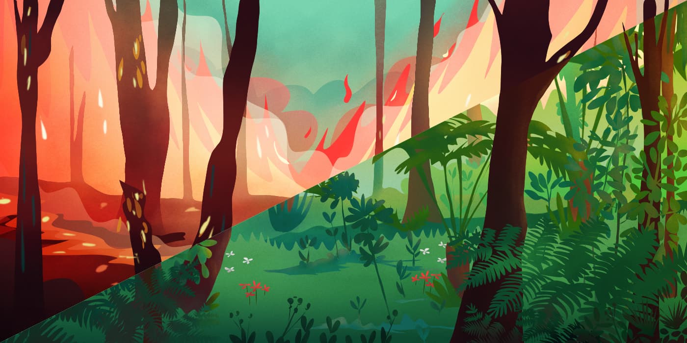 Restoring Native Forests Could Reduce Wildfires in Endangered ...
