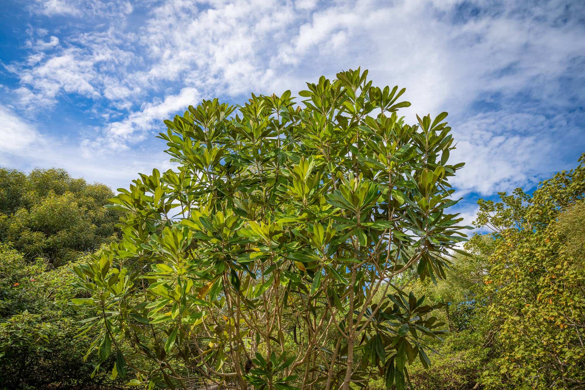 Forests, Carbon, and Climate Change: Here’s What the IPCC Report Said ...