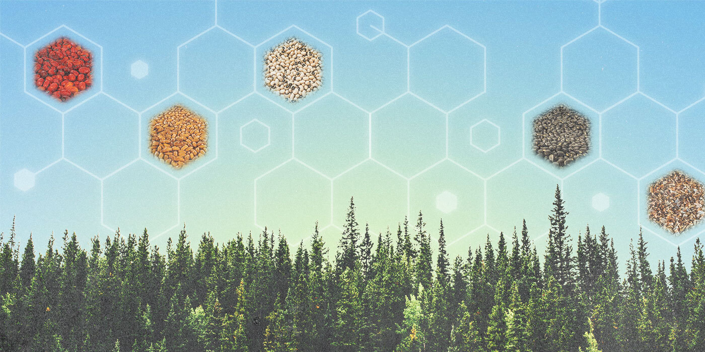 BGCI and Terraformation Launch Partnership to Provide New Seed Banks to ...