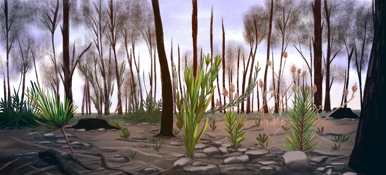 To Reforest After Wildfires, We Need to Bank Seeds Now | Terraformation ...