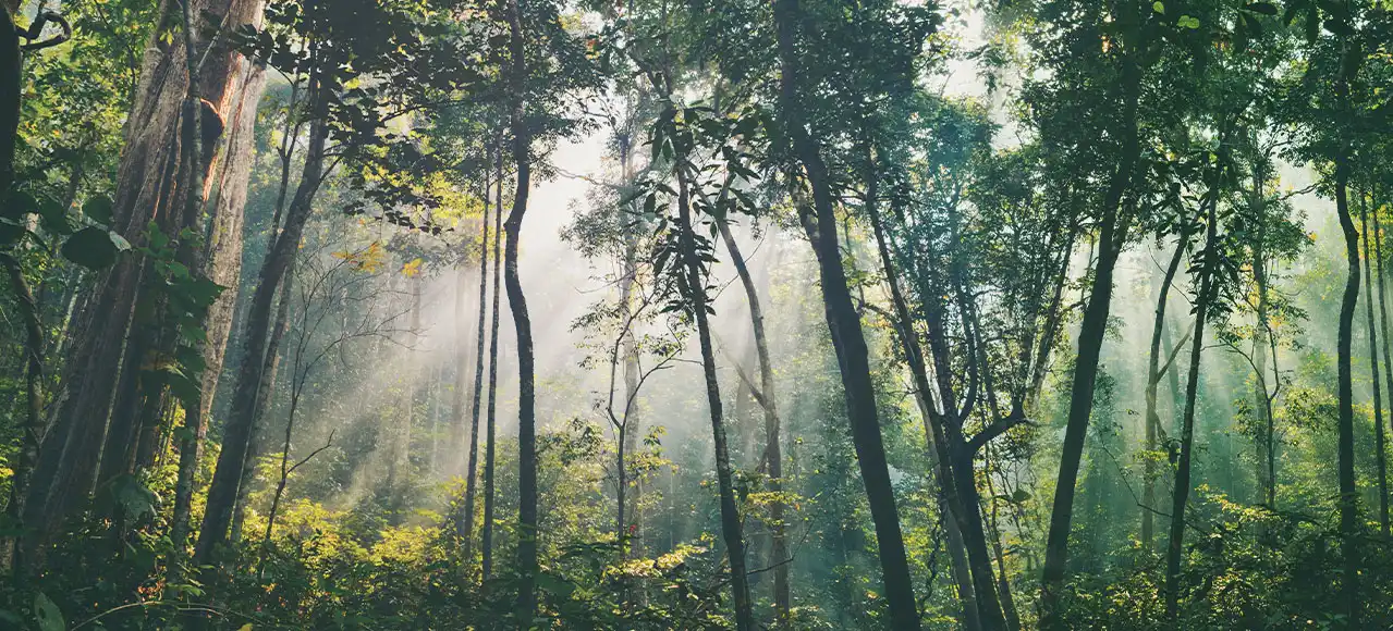 3 Types of Forest Carbon Credit Projects | Terraformation Blog