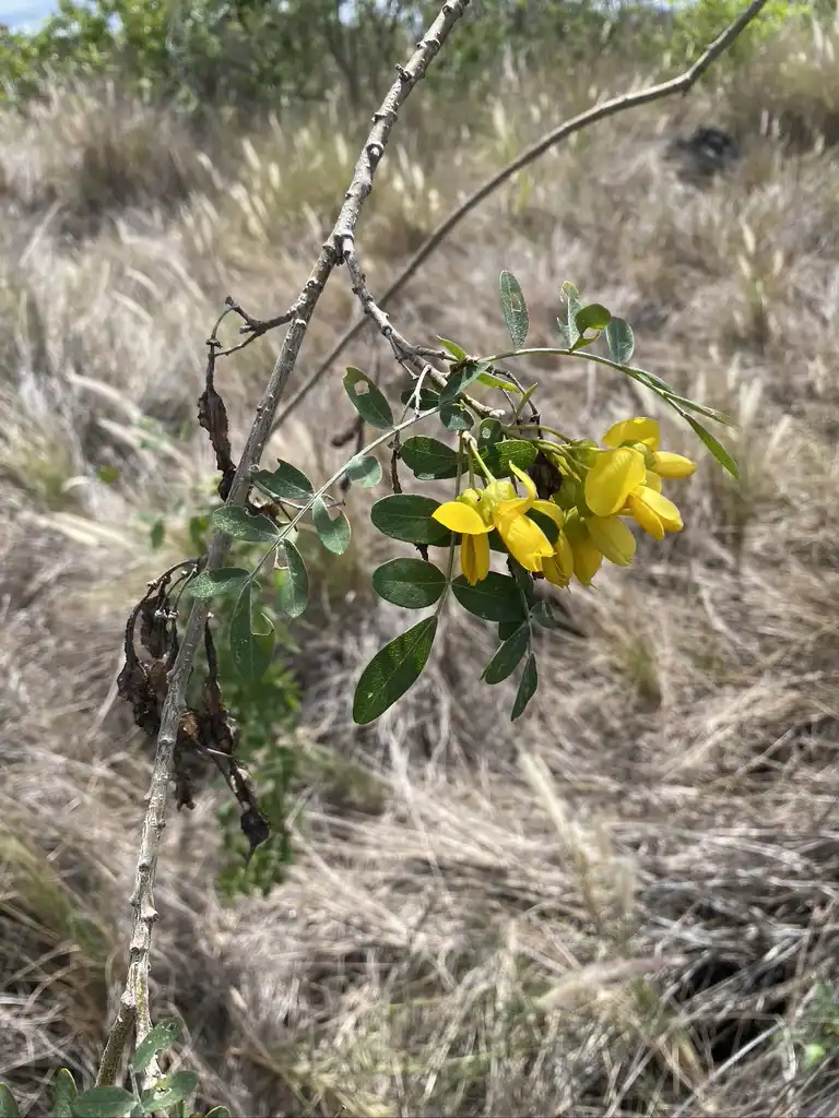 Restoring Hawaiʻi's Dry Tropical Forests | Terraformation Blog