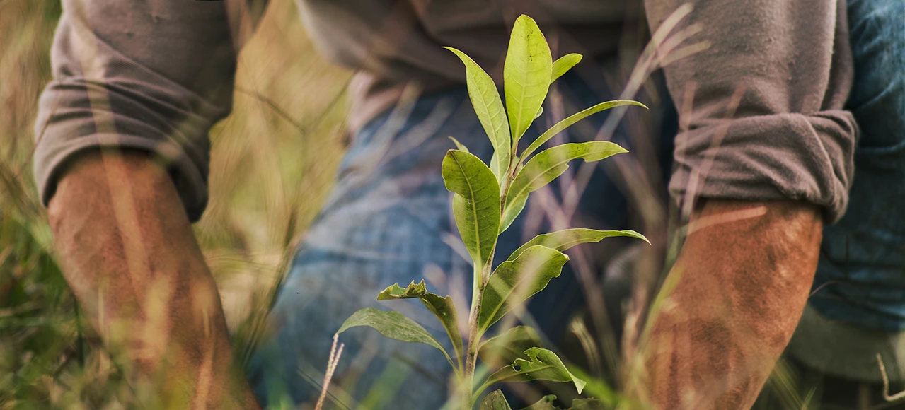 Trees vs. Forests | Terraformation Blog