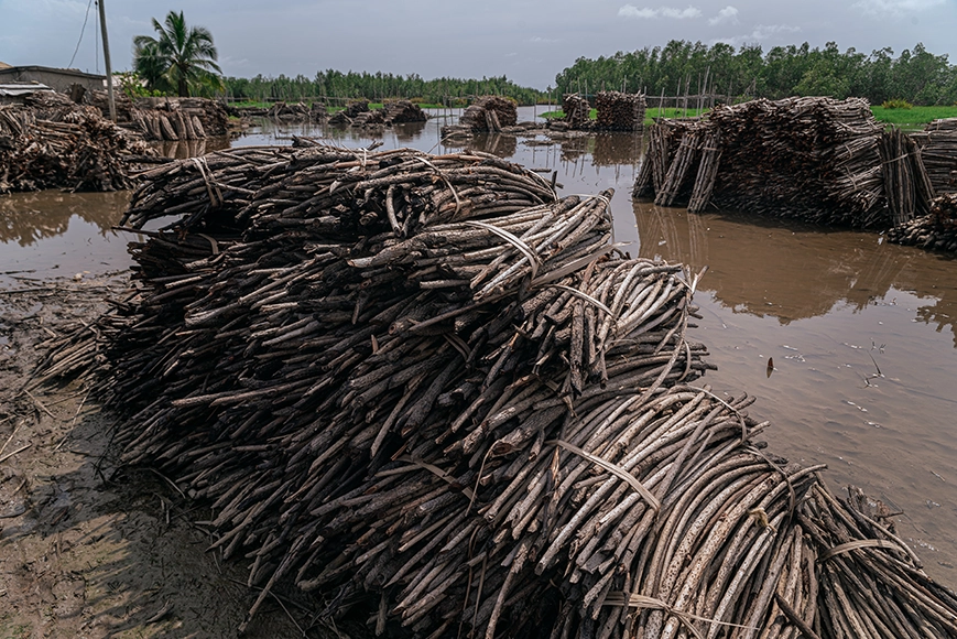 Rising Tides, Rising Hopes: A Local Community Restores Their Mangroves ...