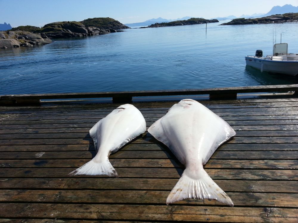 Kveitefiske i Lofoten og Vesterålen