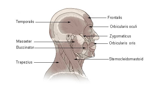 Cranial Nerve Examination — Medistudents