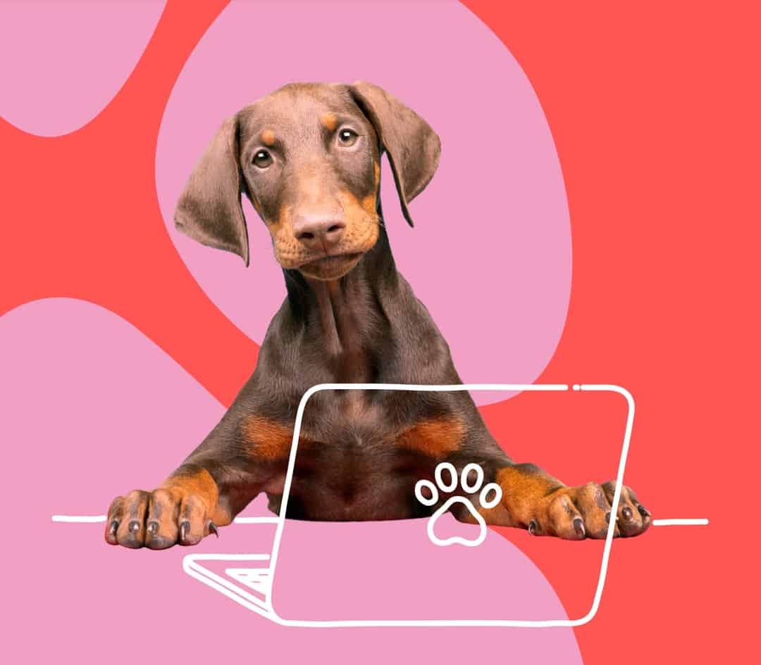 Become an Affiliate | Fetch Pet Insurance