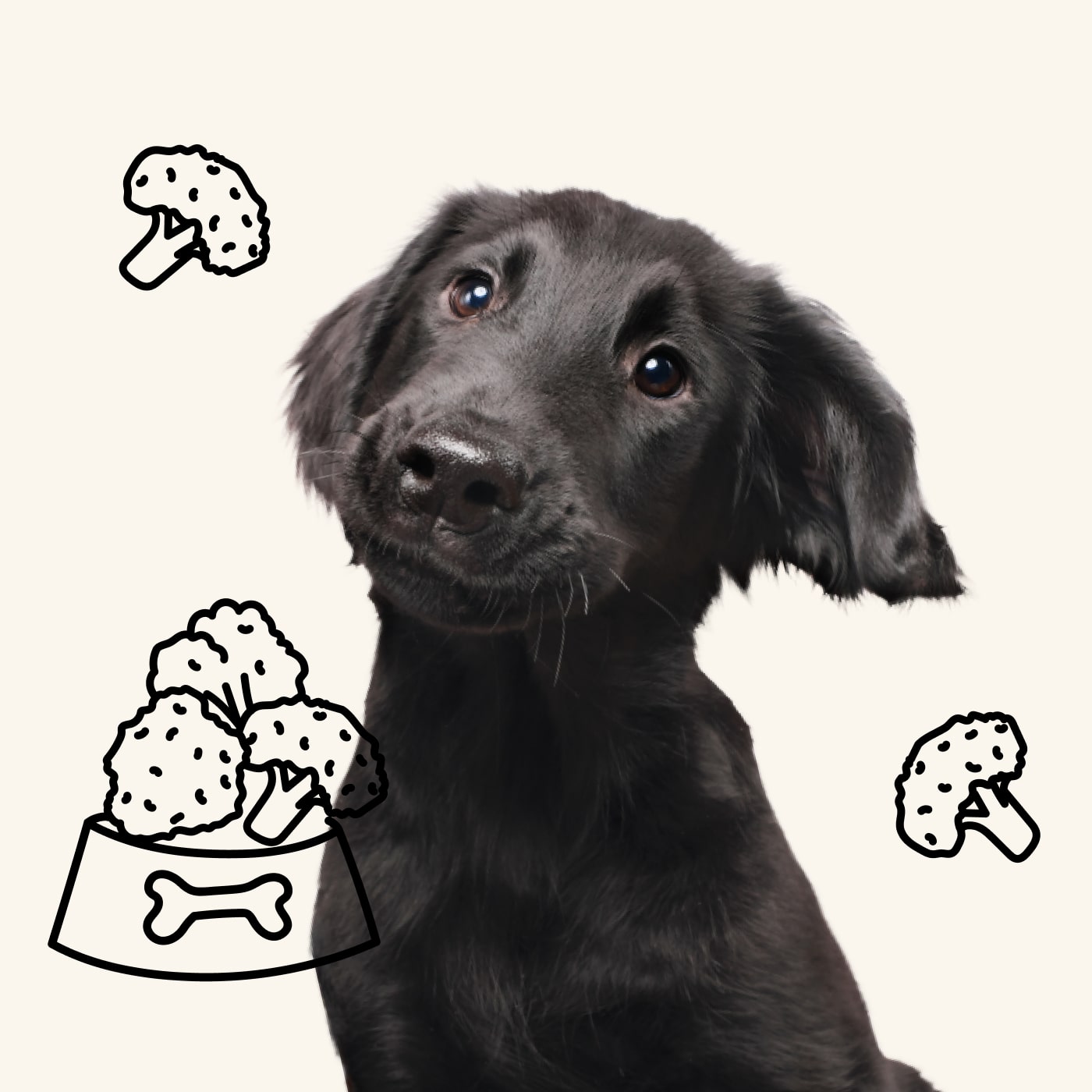 45 Can Dogs With Pancreatitis Eat Carrots Home 45-can-dogs-with-pancreatitis-eat-carrots-home
