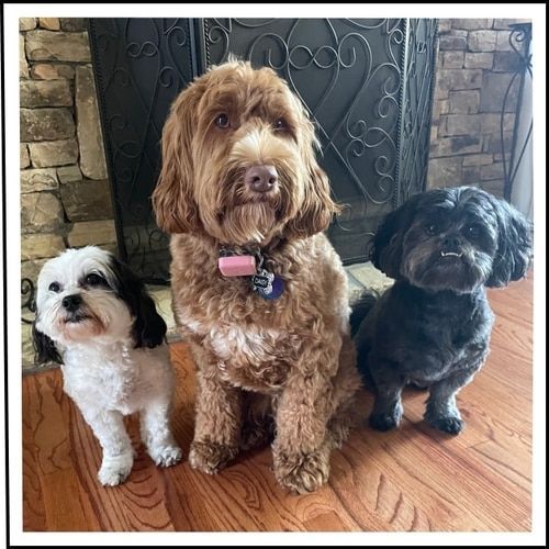 About us | Fetch by The Dodo - Fetch Pet Insurance