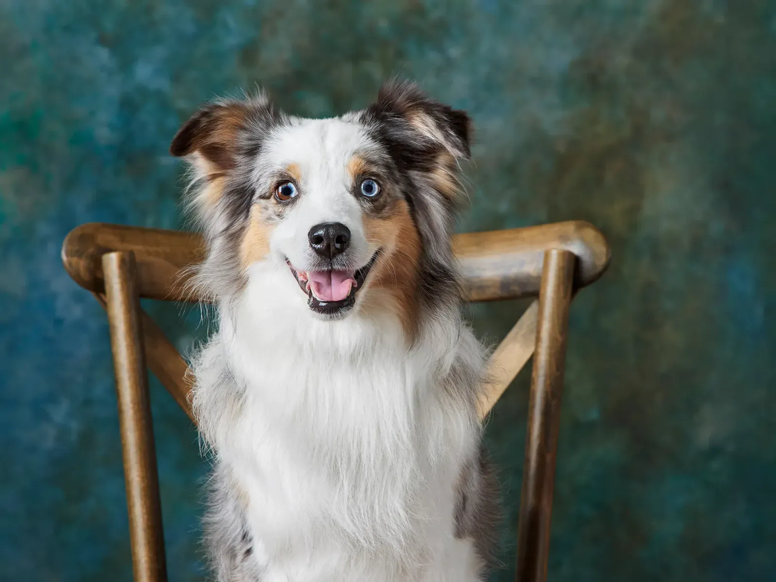 Pet Insurance Claims App by Fetch®