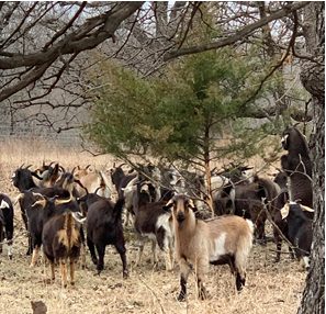 Multi Species | The Prairie Project