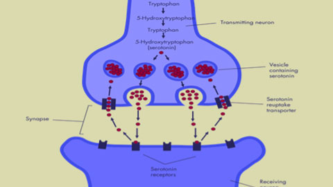 The Role of Serotonin in Treating Mental Health Disorders | Nedley Health