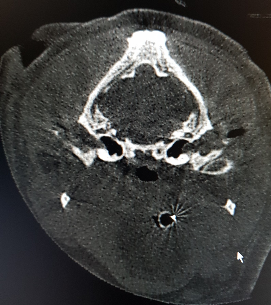 BOAS (brachiocephalic obstructive airway syndrome) | Dyretannklinikken