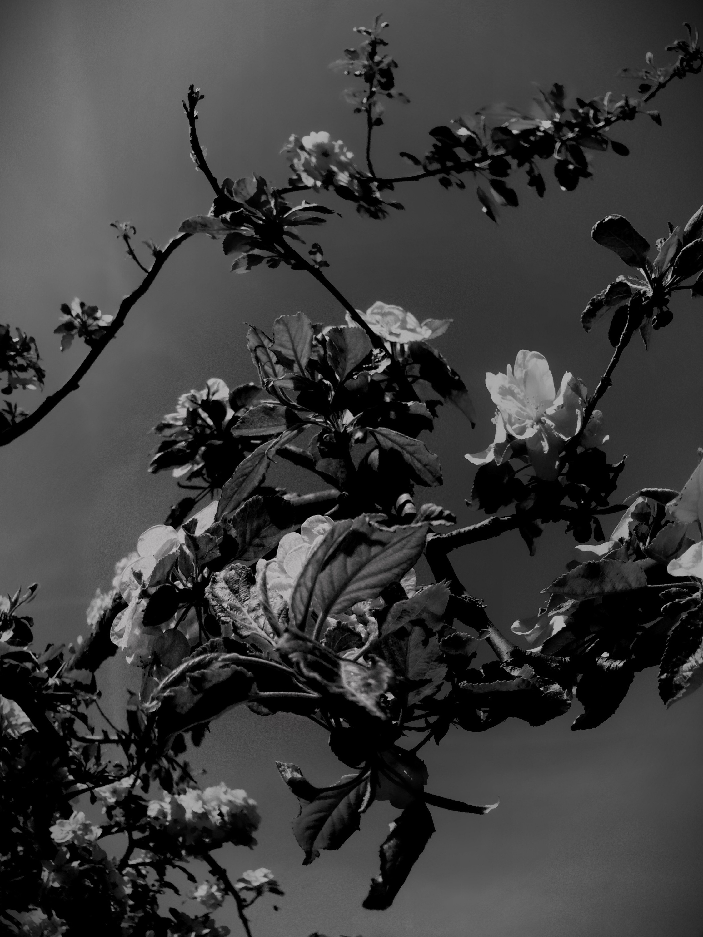 Fabienne Schmid