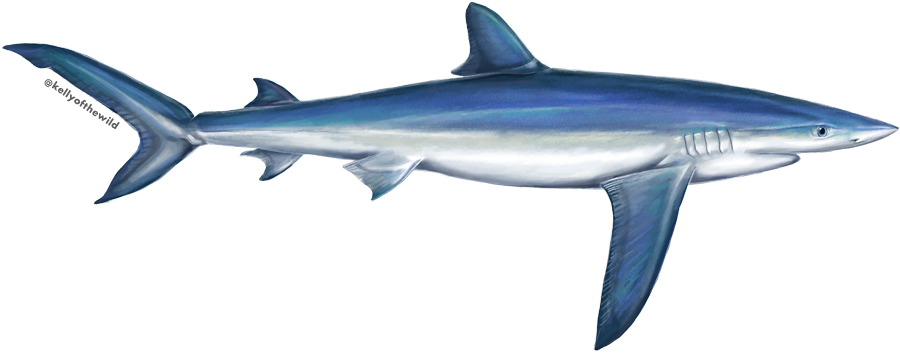 Blue Shark