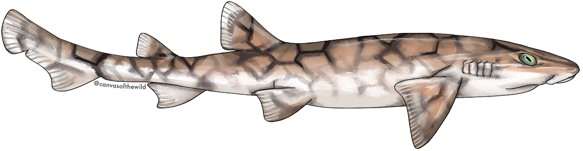 Chain Catshark