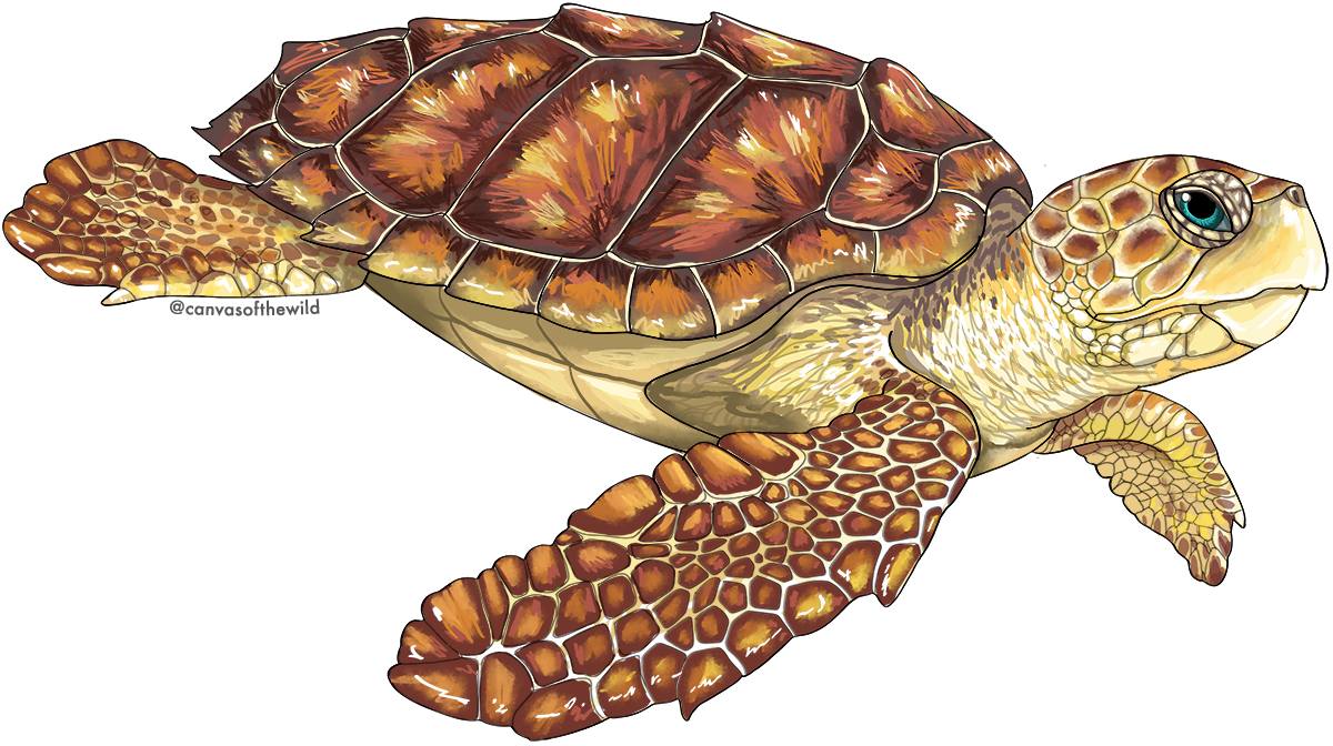 Loggerhead sea turtle