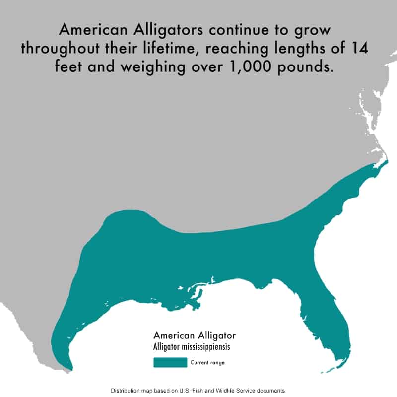 American Alligator
