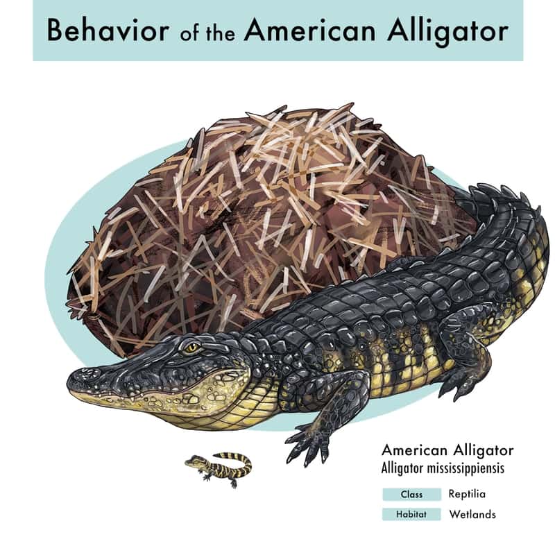 American Alligator
