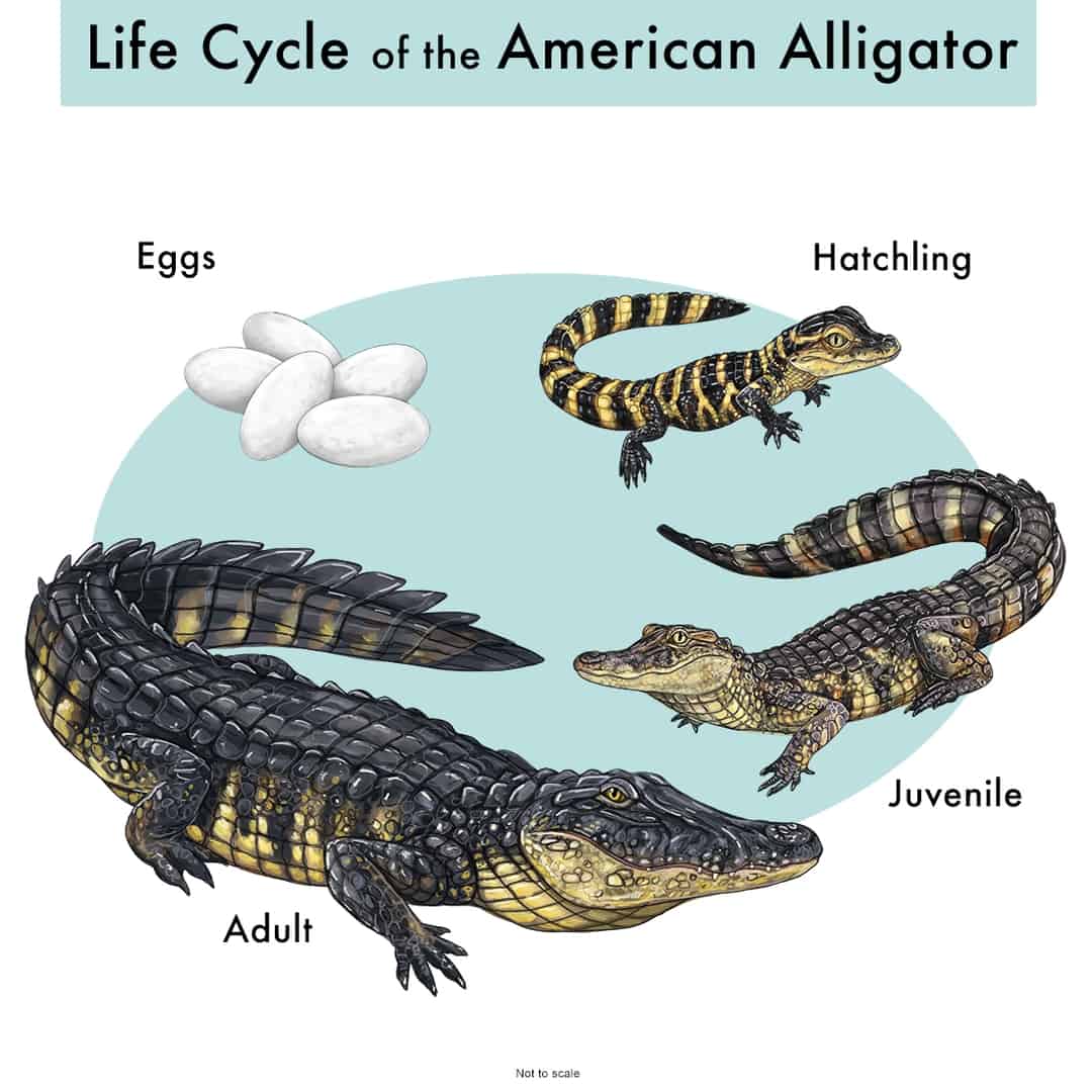 American Alligator