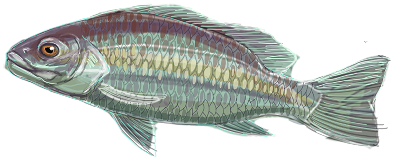 Gray snapper (mangrove snapper)