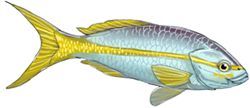 Yellowtail snapper