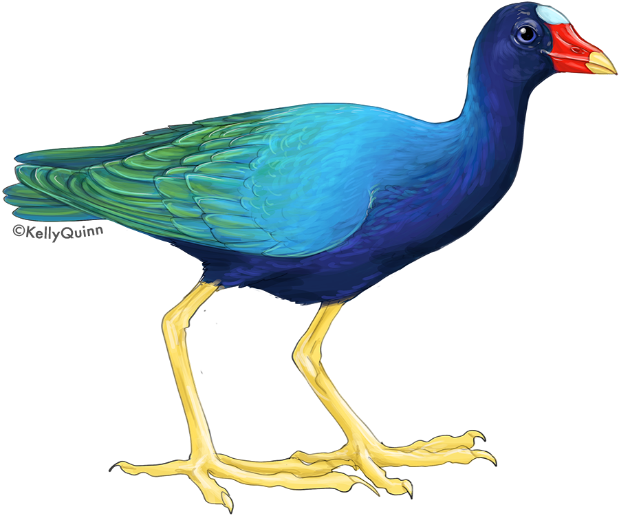 Purple Gallinule