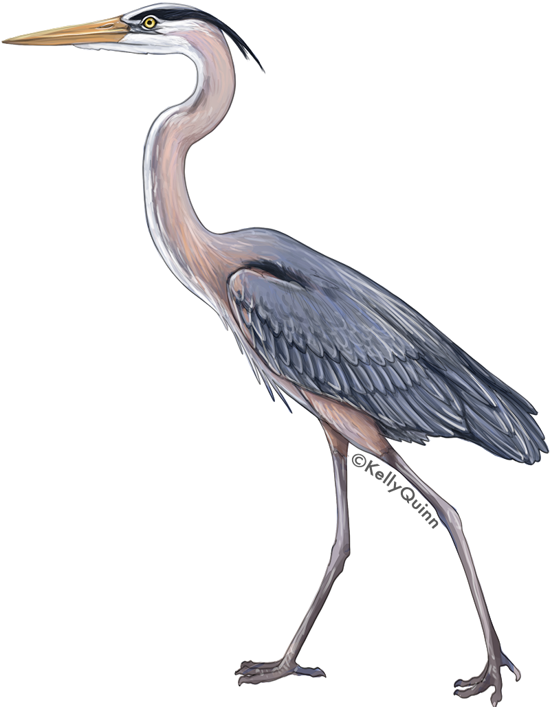Great Blue Heron