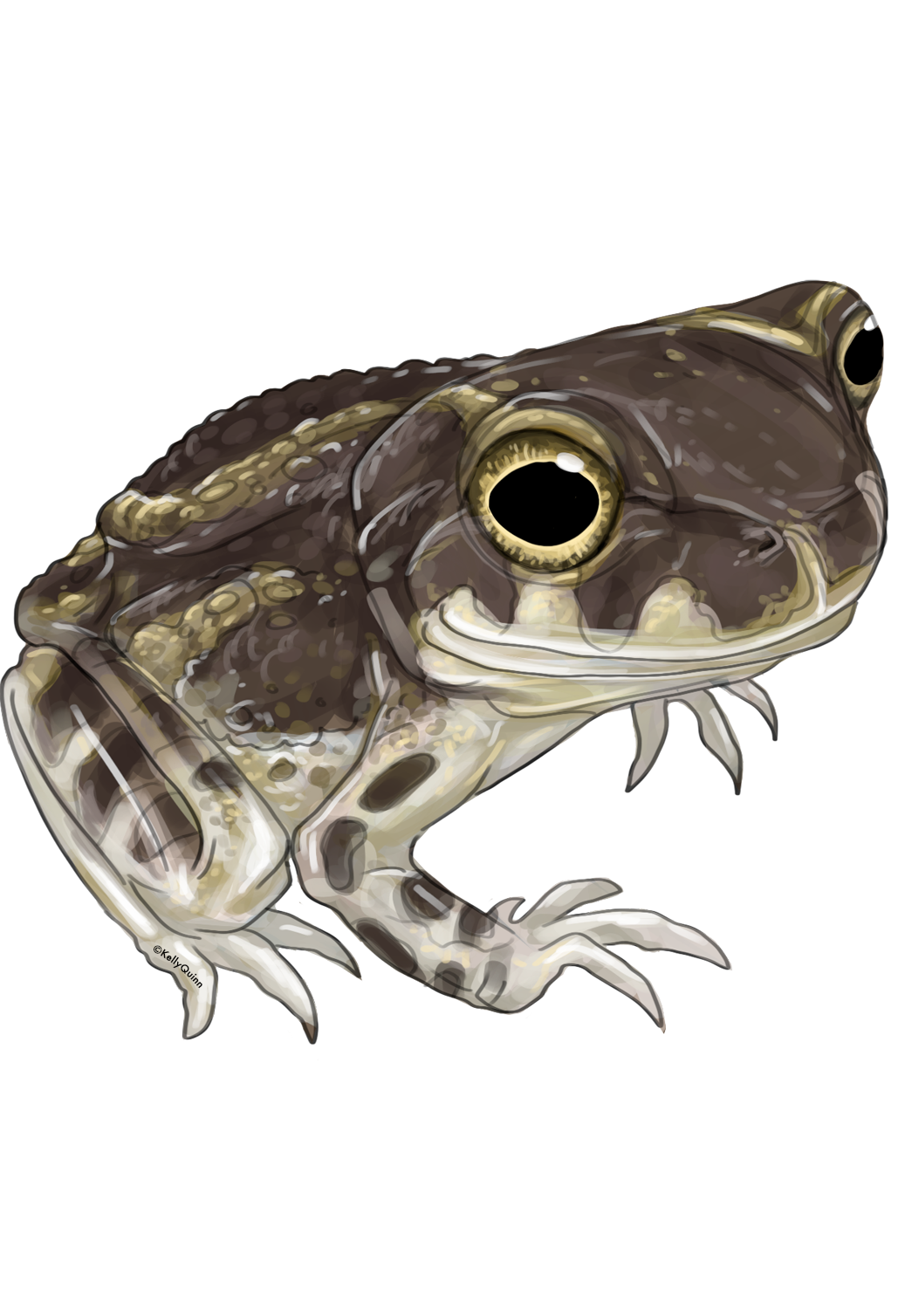Eastern spadefoot toad