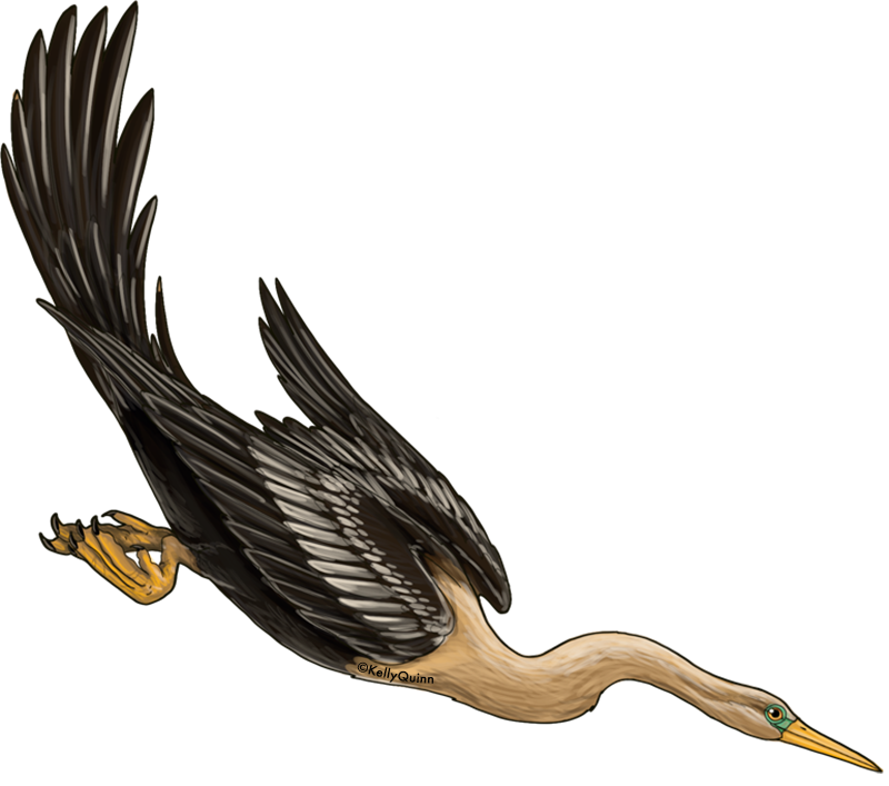 Anhinga