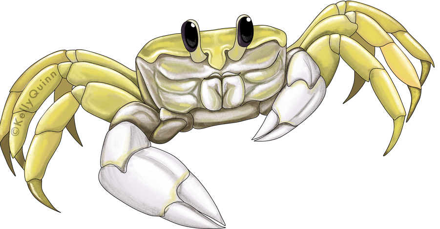 Atlantic ghost crab