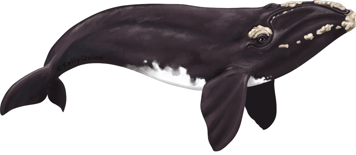 North Atlantic right whale