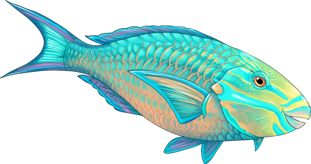 Queen parrotfish