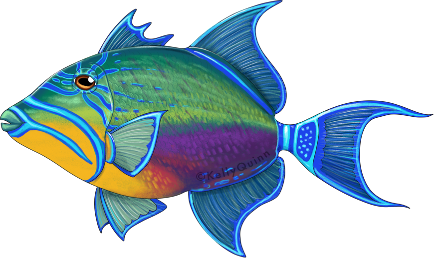 Queen triggerfish