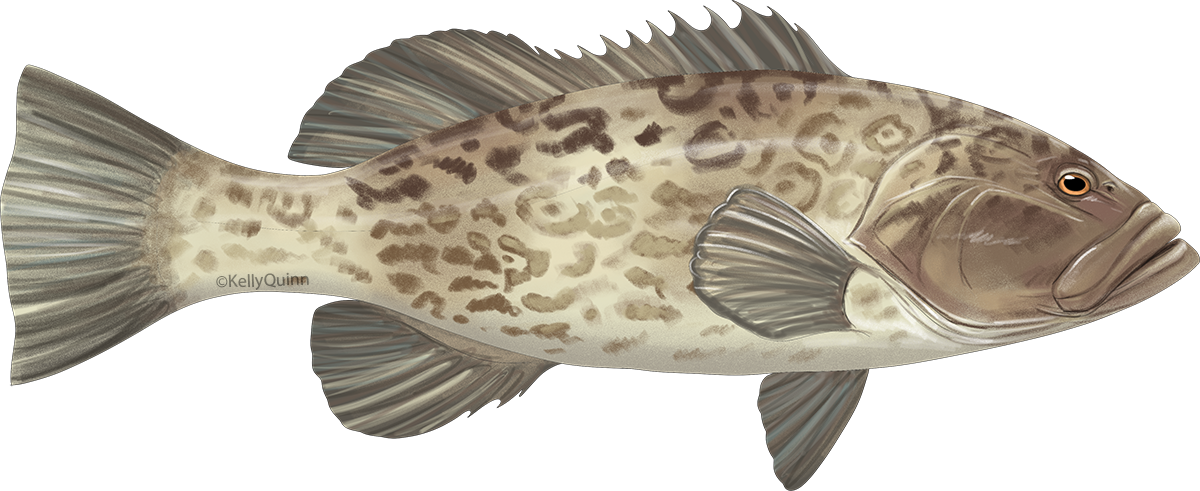 Gag grouper