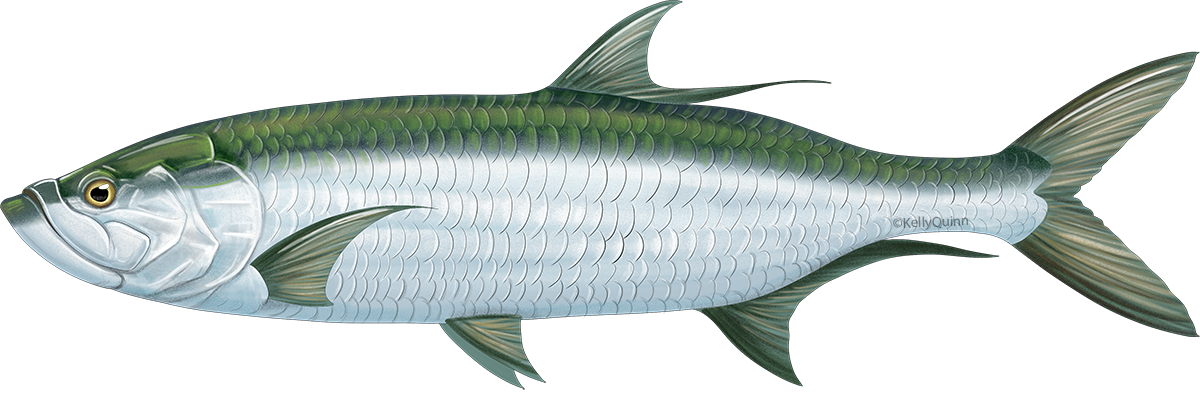 Atlantic tarpon