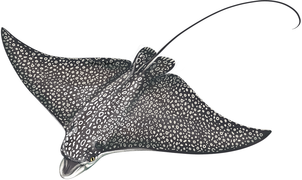 Spotted eagle ray