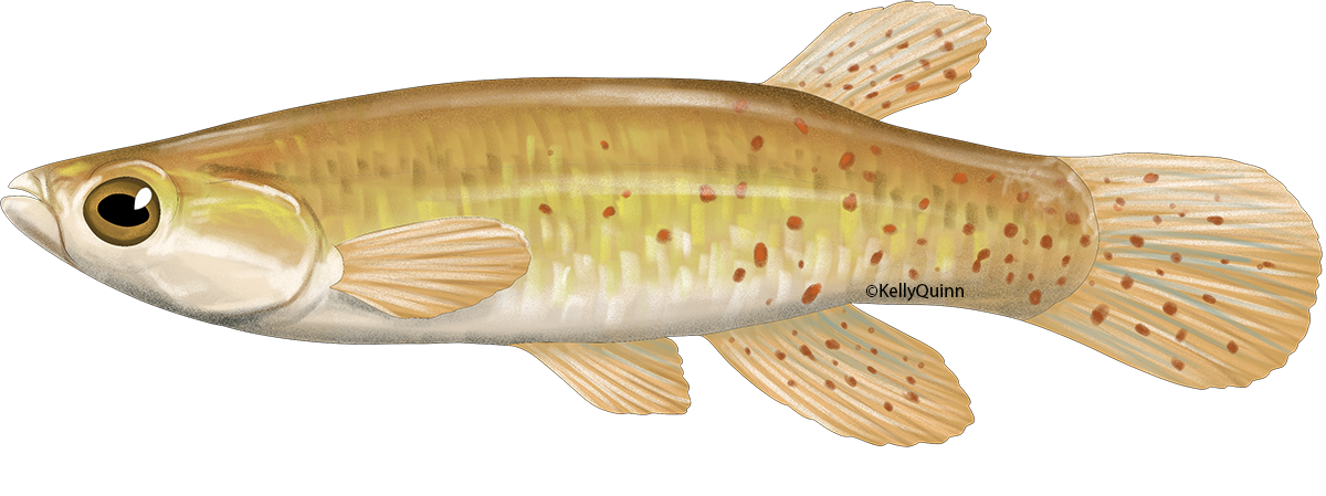 Golden topminnow