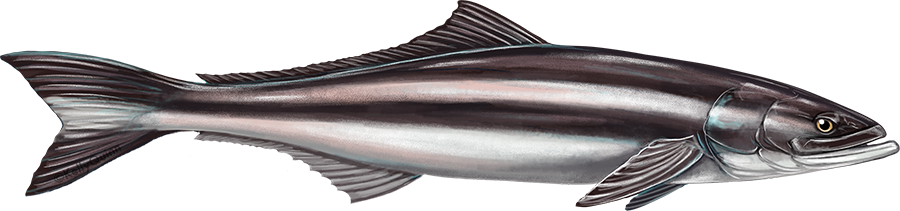 Cobia