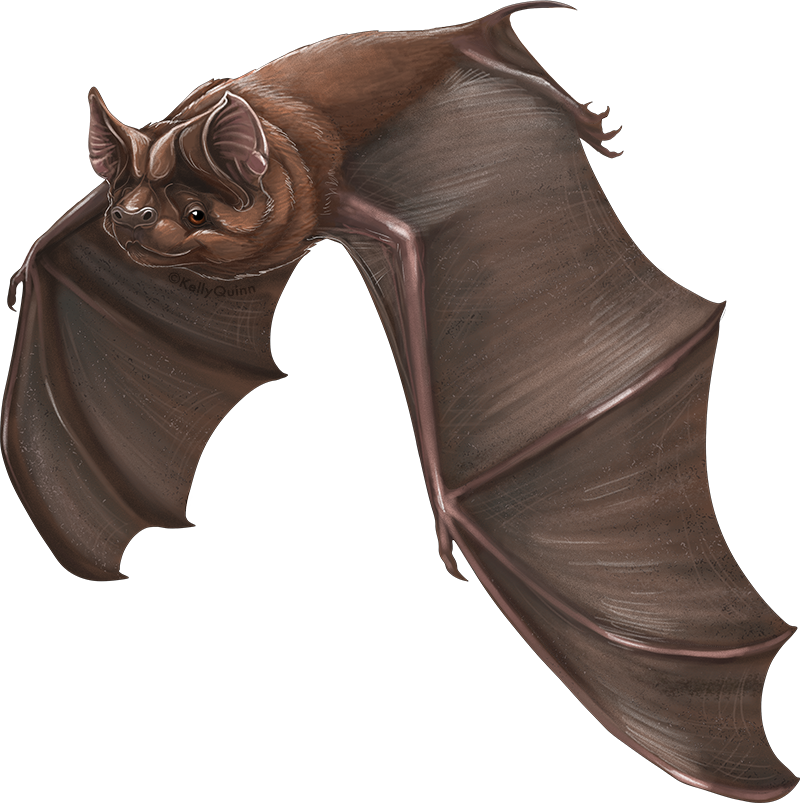 Florida bonneted bat