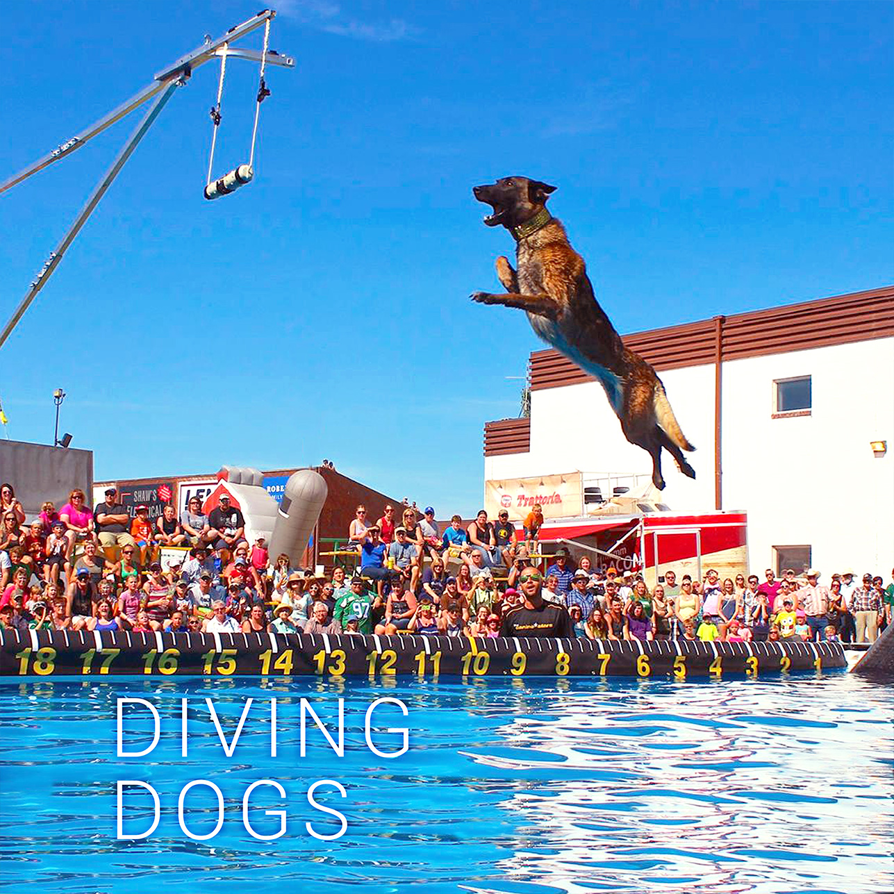 Stunt Dog Show | Entertainment Act by The Canine Stars