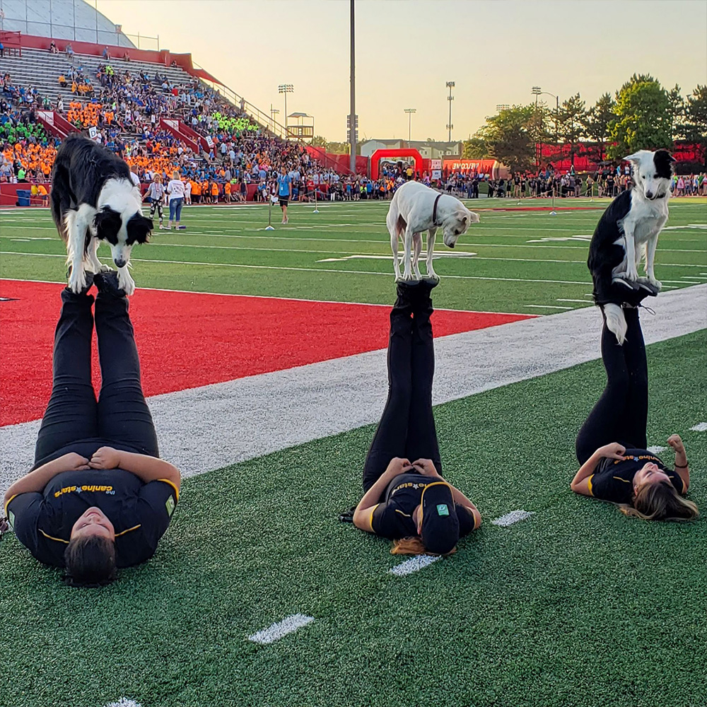Stunt Dog Show | Entertainment Act by The Canine Stars