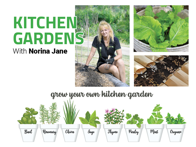 KITCHEN GARDENS Norina Jane at Whitpro - Mackay Whitsunday LIfe