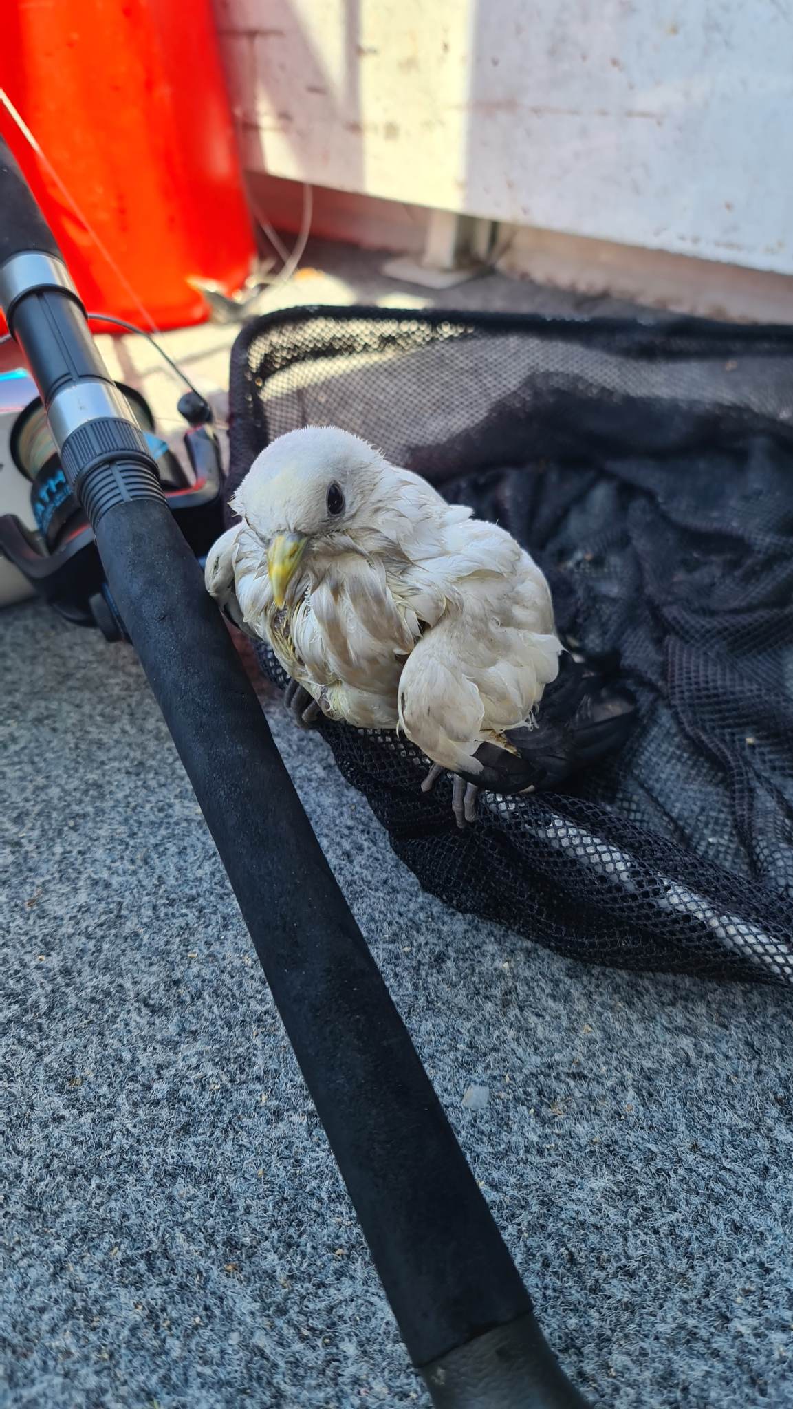 Sea Bird Saved - Mackay Whitsunday LIfe